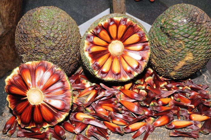 Indce - Indústria de Cultura e Eventos: Festa do Pinhão Lages/SC 2016 ...