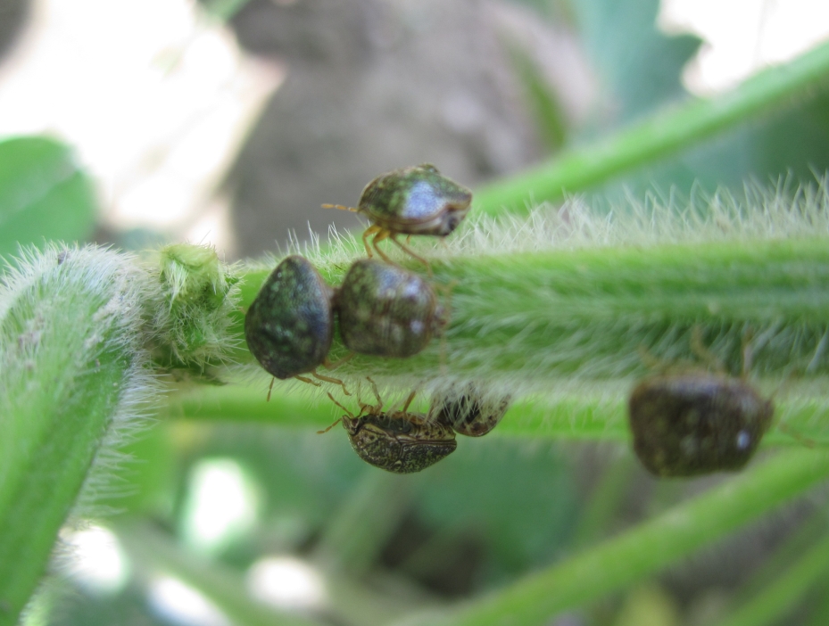 WNC Vegetable and Small Fruits News: New Pests: Spotted Wing Drosophila ...