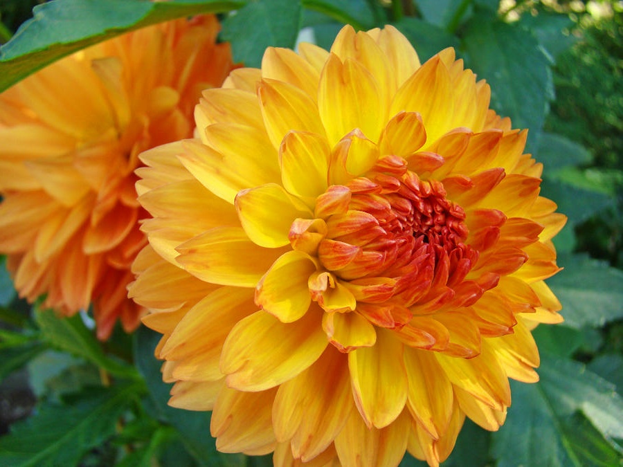 Gambar Bunga Dahlia Yang Indah | Kumpulan Gambar Gambar Bunga Dahlia Yang Indah | Kumpulan Gambar