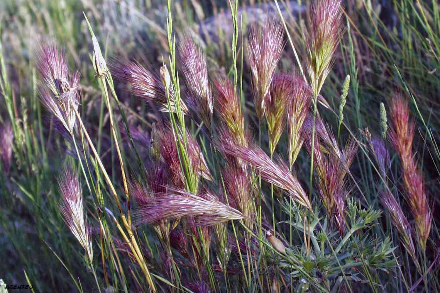 Las flores silvestres de Hormaza: Bromus rubens subsp. rubens