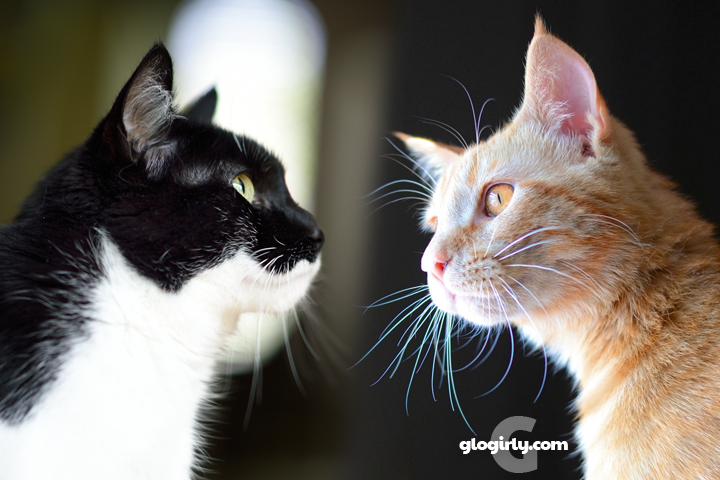 GLOGIRLY: How Can Two Cats with SO Much in Common be SO Different?