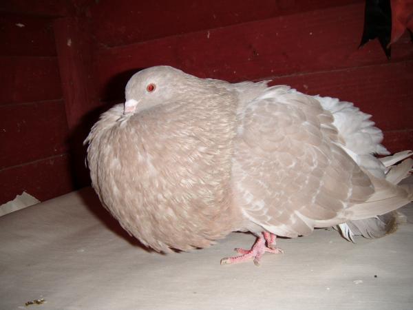 Marchenero Pouter | BD PIGEONS