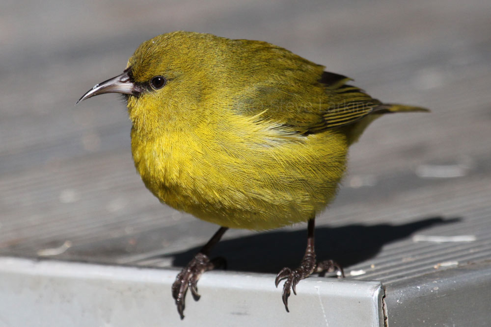 Greenham Birding: Forest Birds of Maui