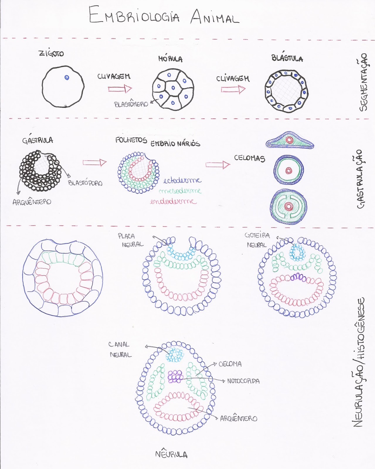BIOLOGIA: Embriologia