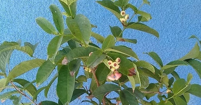 Bonsai Jambu Air | Aneka Ragam Bentuk Bonsai