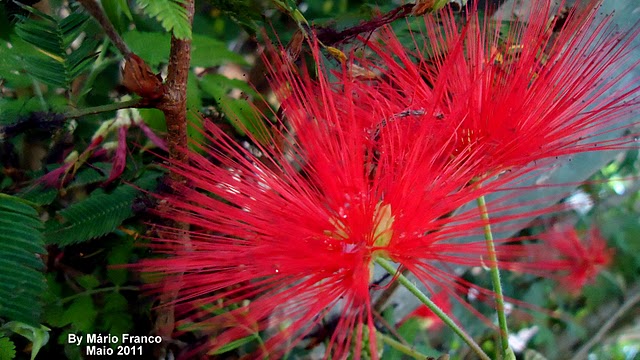 Meu Cantinho Verde: CALIANDRA - ( Calliandra tweedii )