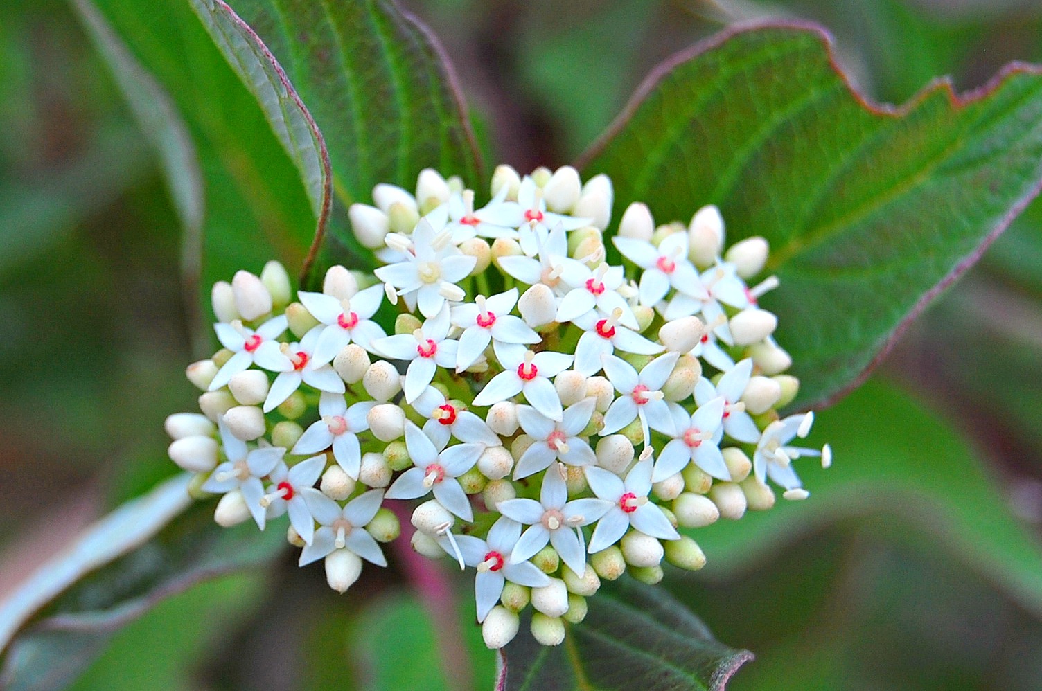 Serenity Cove: Michigan Flowers