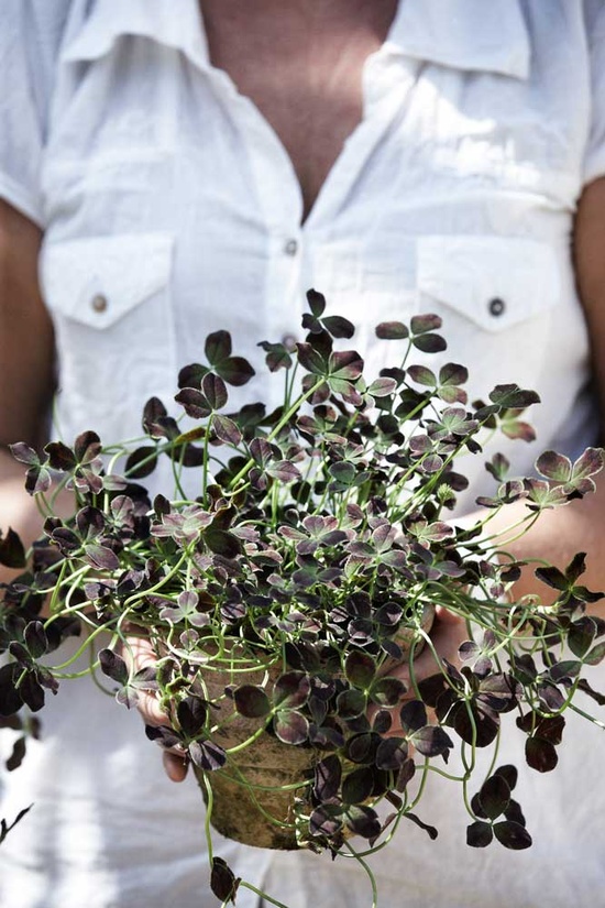 MARTHA MOMENTS: Caring for Potted Clover
