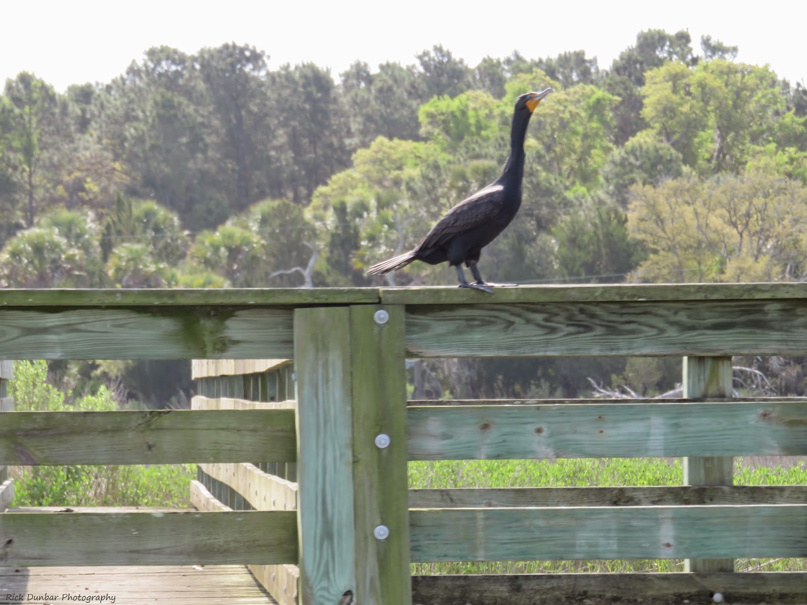 Vacation Rick: A Charleston Barrier Island Tour Highly Worth A Trip To ...