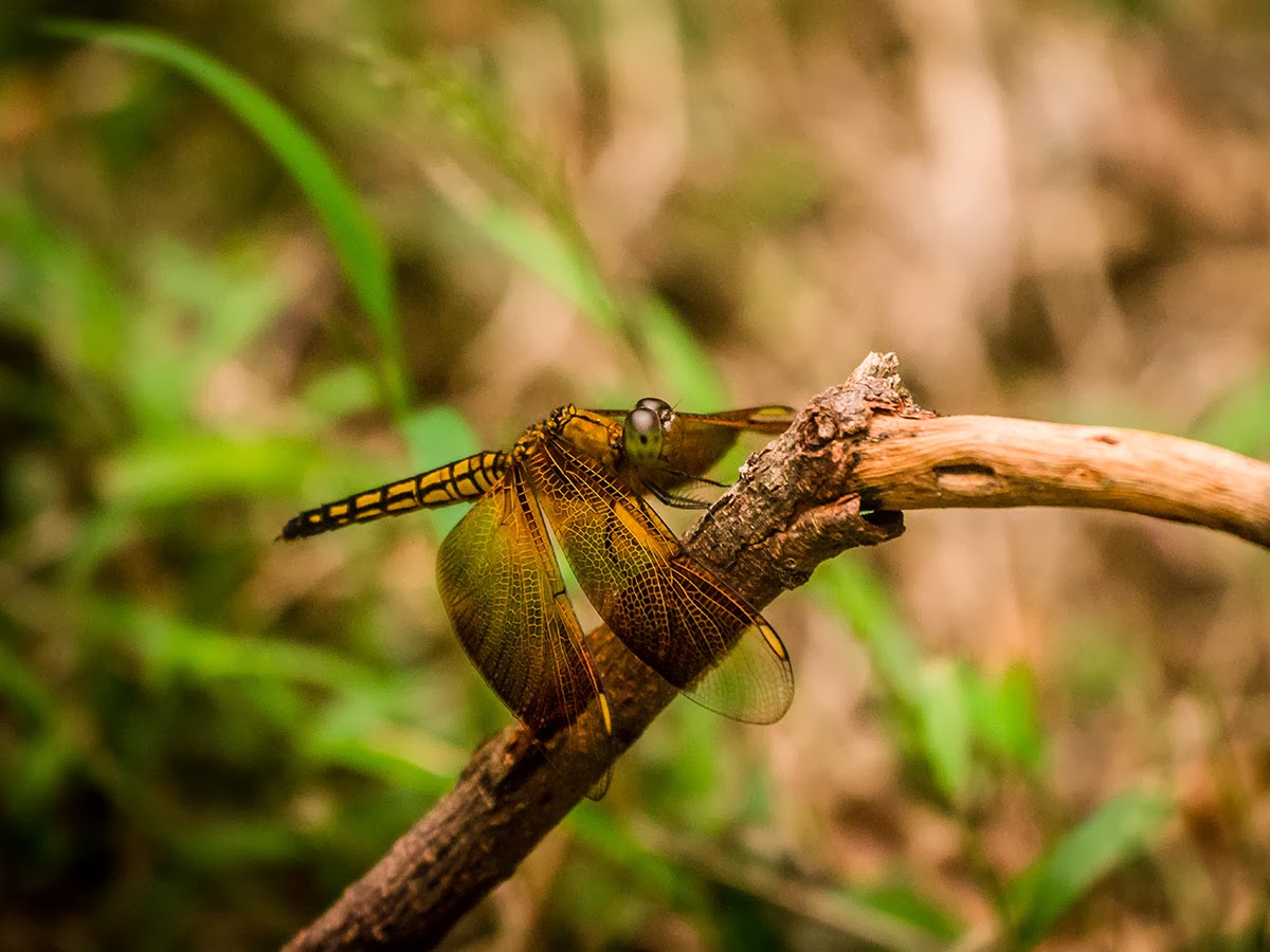 tower record: 優雅的善變蜻蜓(雌蟲, 黃褐色型)_Neurothemis ramburii ramburii (Red ...