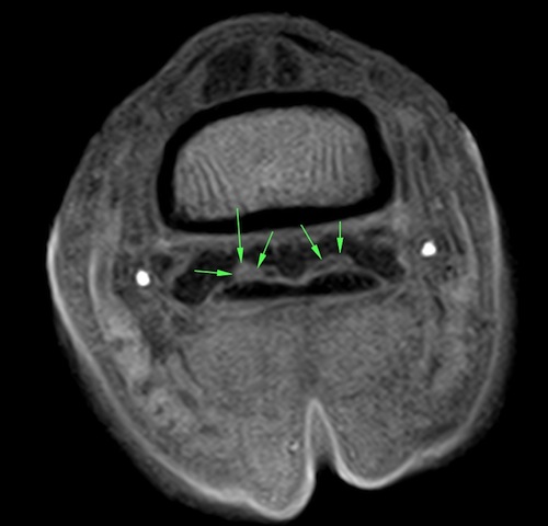 Fran Jurga`s Hoofcare + Lameness: Hallmarq Standing MRI Presents ...