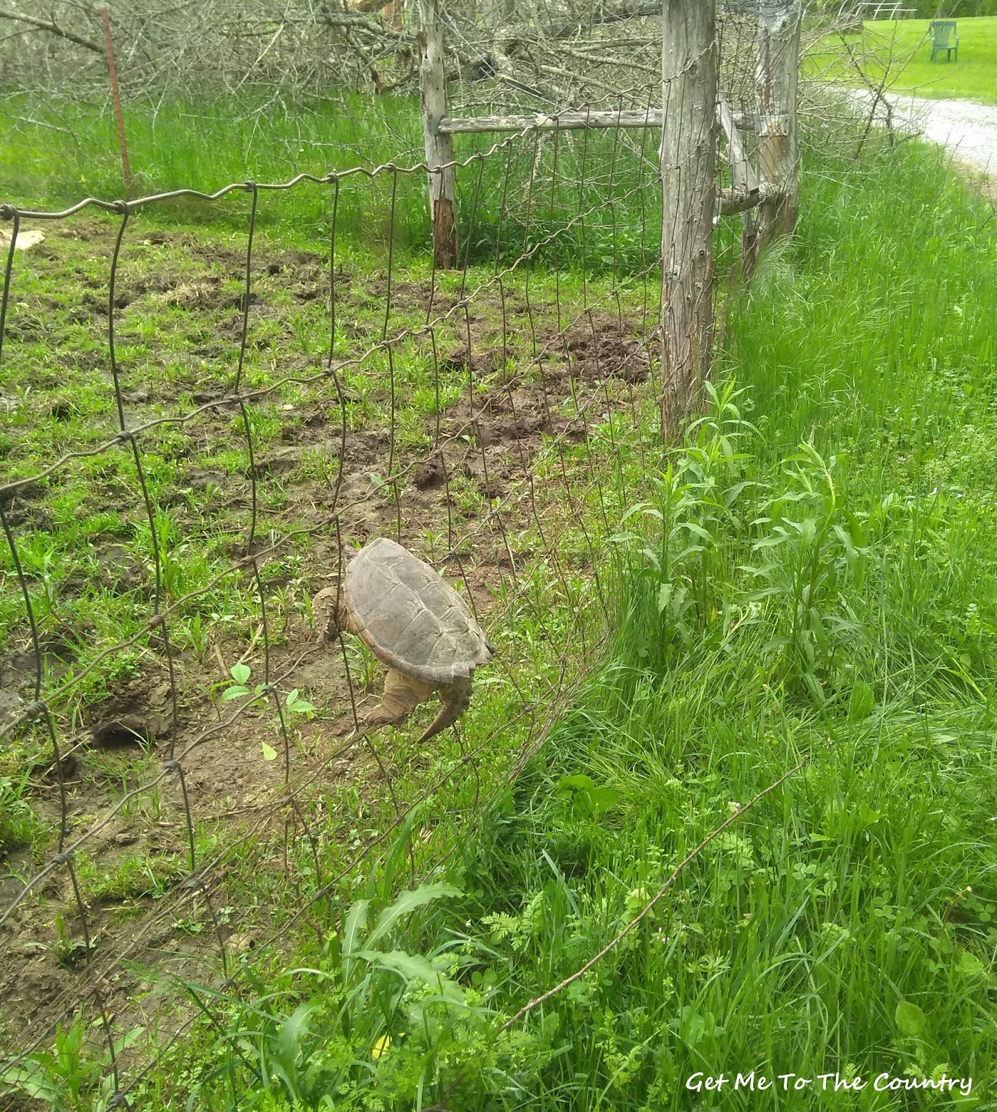 Get Me To The Country: A Fence Climbing Turtle