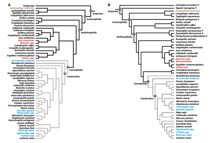 Life is short, but snakes are long: Virgin Birth, the Color of Fossil ...