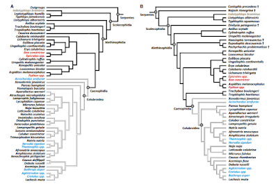 Life is short, but snakes are long: Virgin Birth, the Color of Fossil ...