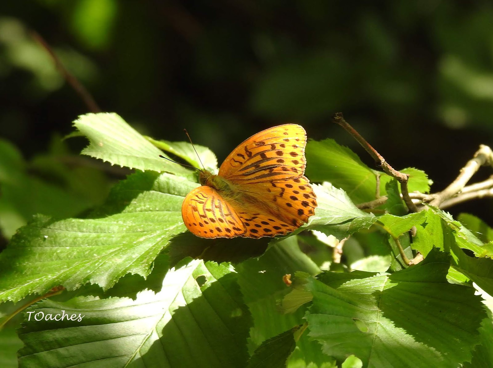 PASARI DIN ROMANIA: INSECTE ( 2 ), Fluturi de zi si fluturi de noapte