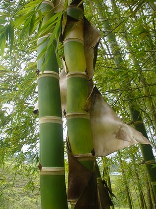 ARQUITECTURA DE LA GUADUA