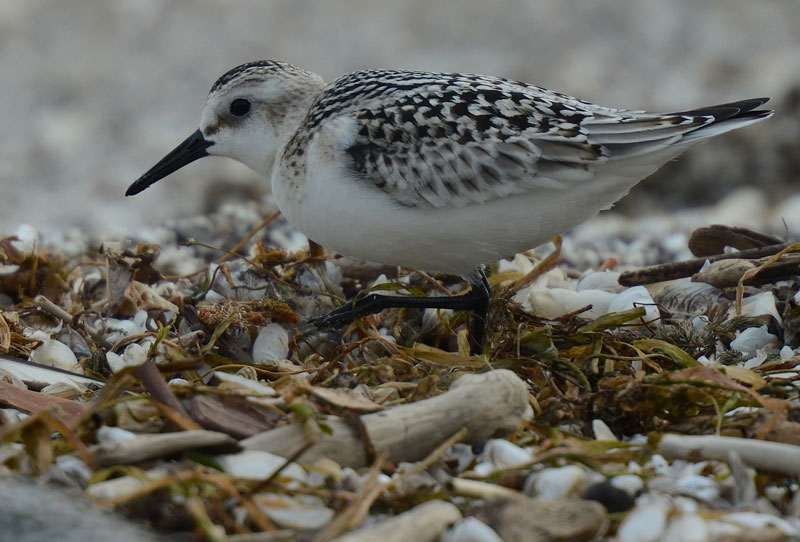 Red and the Peanut: Sanderlings on the shore of Lake Erie at the ...