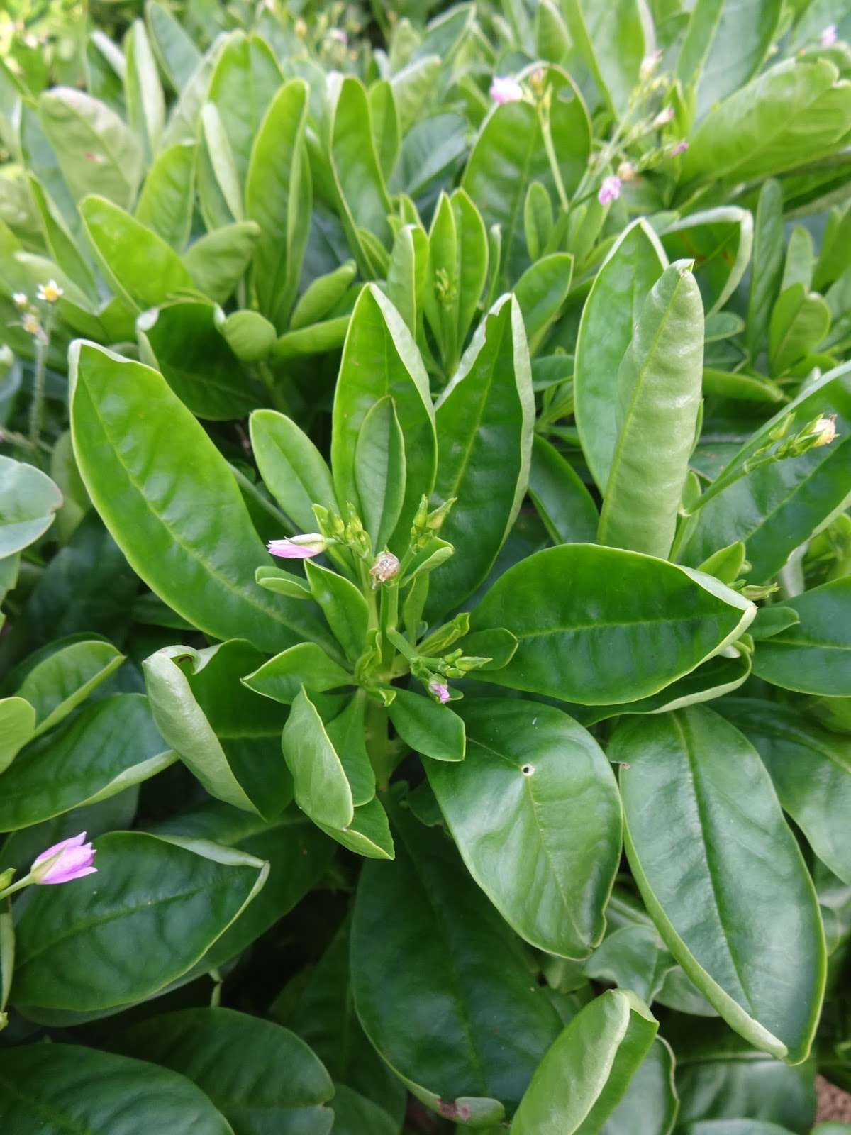 Herbs from Distant Lands: Talinum triangulare - Philippine Spinach ...
