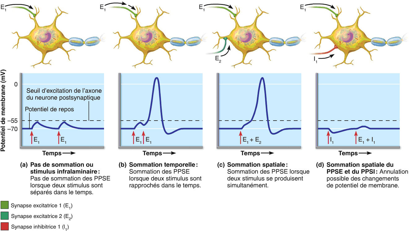 Ermitage TPE 1S1: C. La Synapse