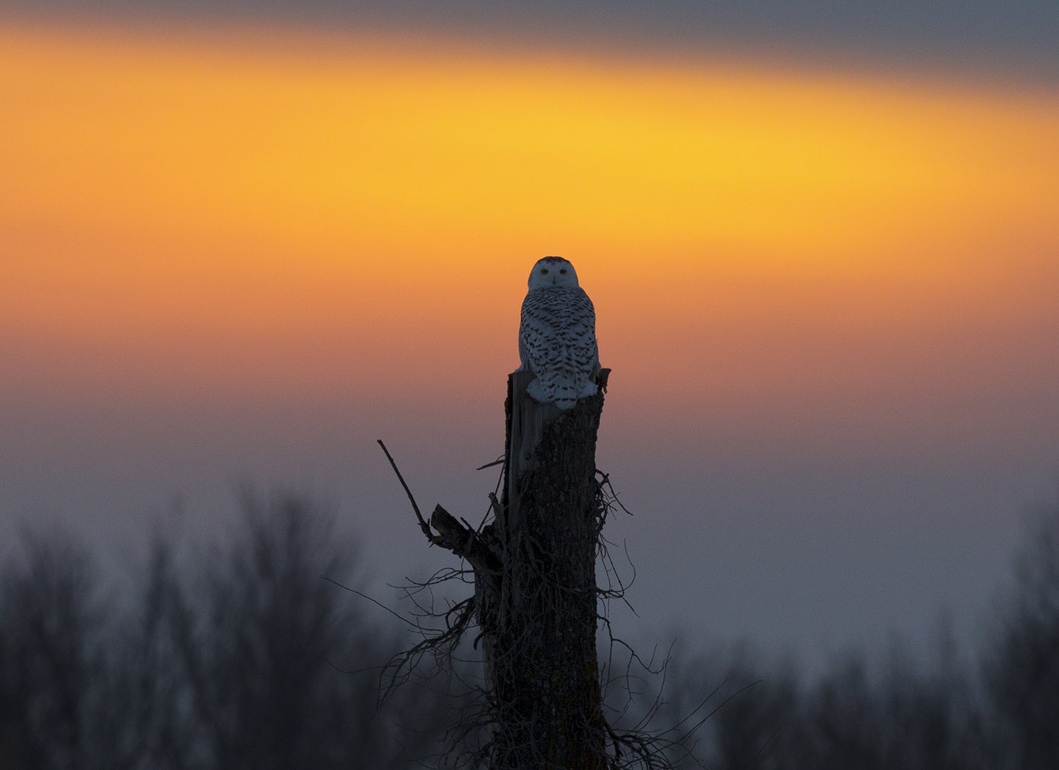 pewit: Snowy Owl at sunset