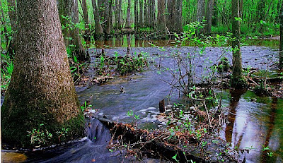 La vida en el arroyo - Animales, Naturaleza