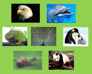 Meet Your Universe - Descubre Tu Universo: ¿De qué están cubiertos los ...