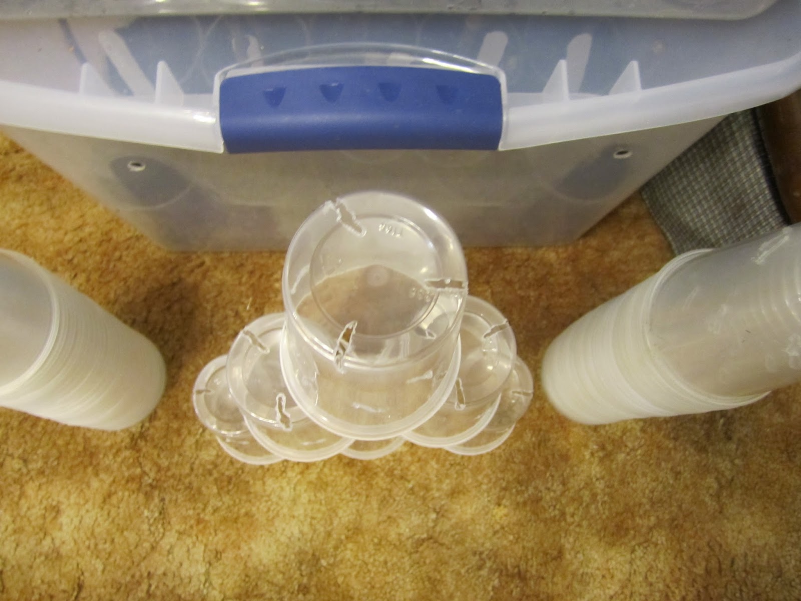 FigCuttings.com: Clear Rooting Cups