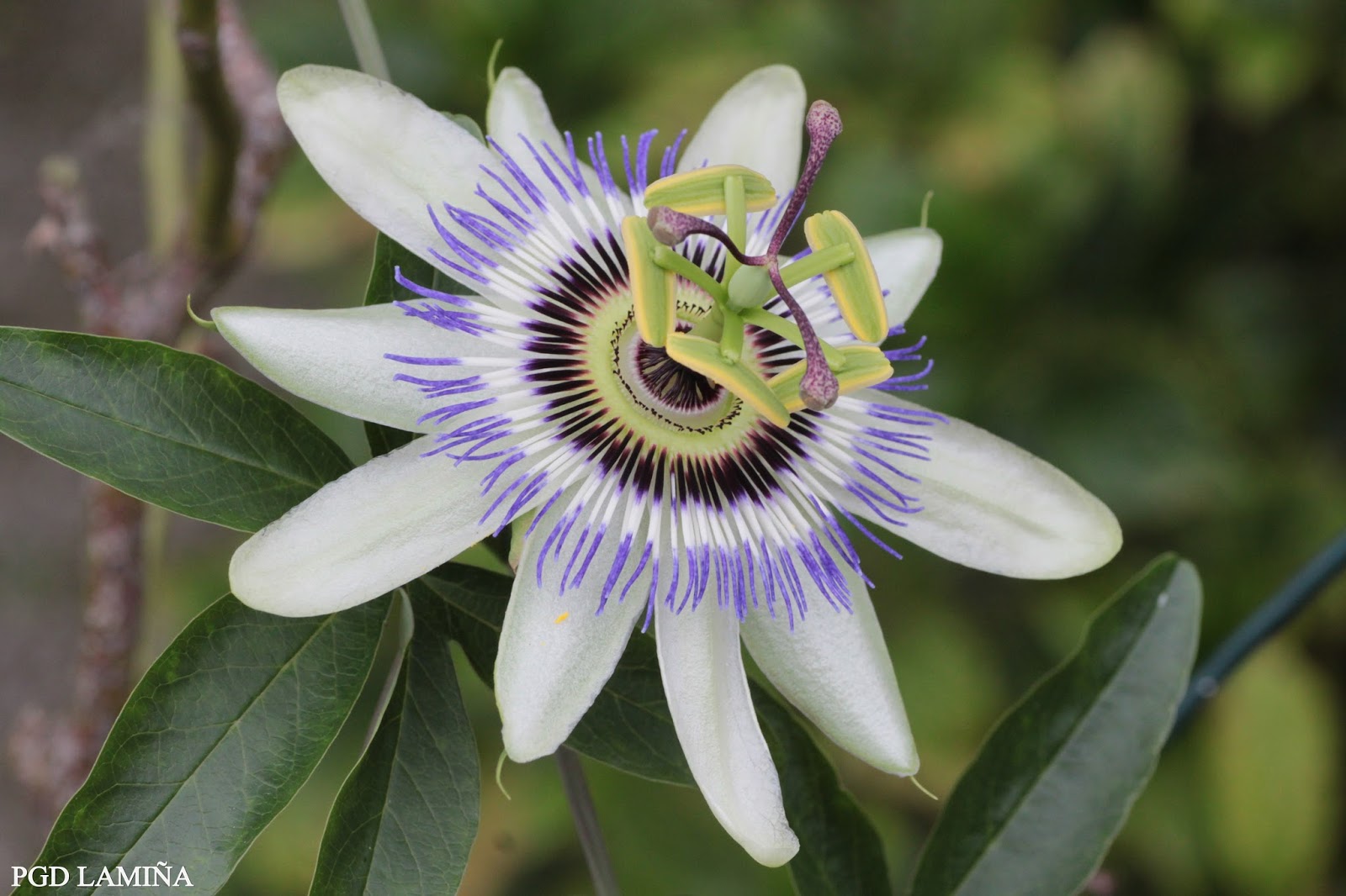 PASSIFLORA CAERULEA. pasionaria o flor de pasión.