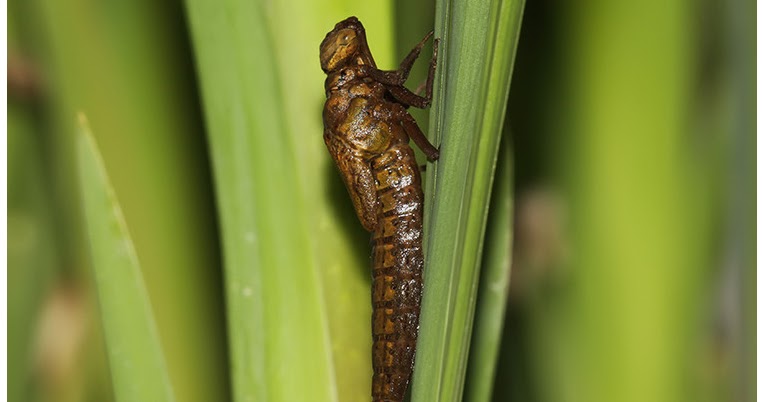 Kent Dragonflies: The Dragonfly Season Begins