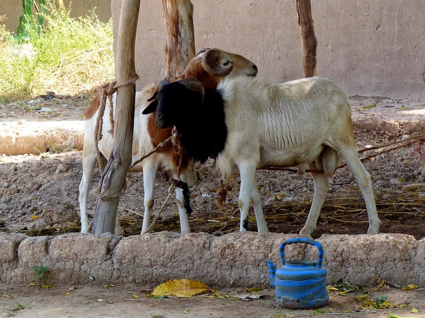 Loksan in Burkina: Tabaski and Burkinabé hospitality: mutton, mutton ...