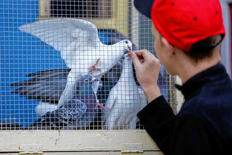 American Racing Pigeon Union