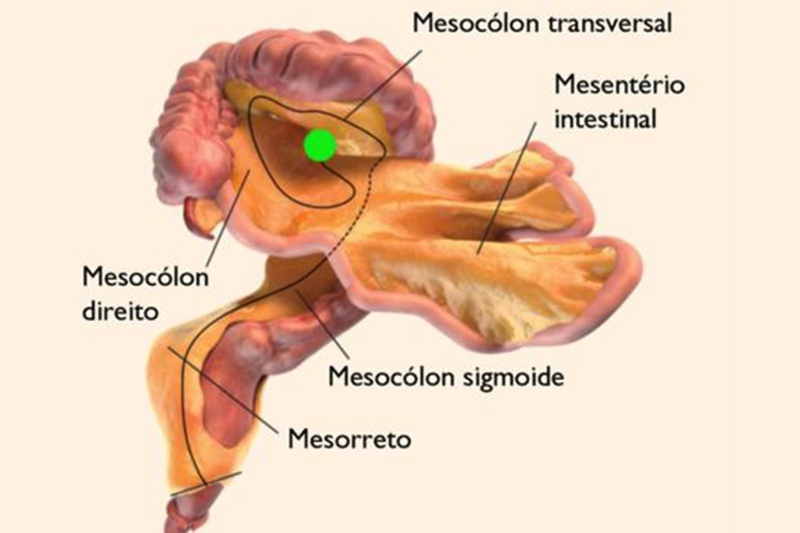 Por dentro do Mundo das Células: Olá galera, vocês já ouviram falar ...
