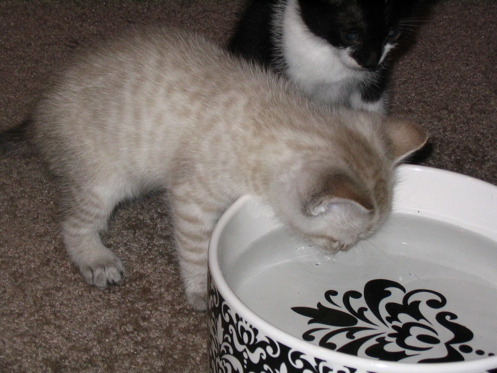 Melissa's Mochas, Mysteries and Meows: The Purrfect 10: Ways to Keep ...