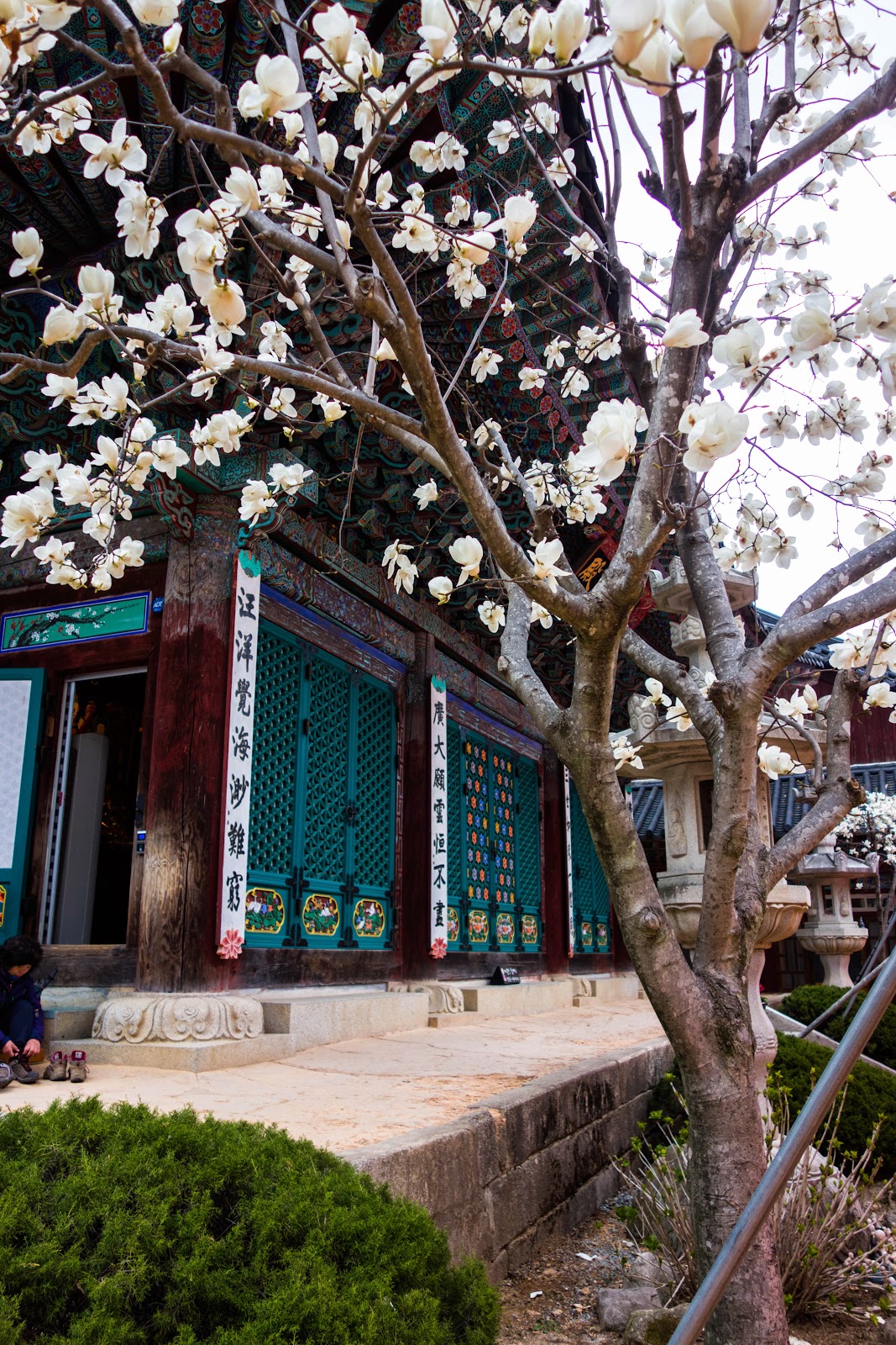 G'Day Korea: Cherry Blossoms and Donghaksa Temple