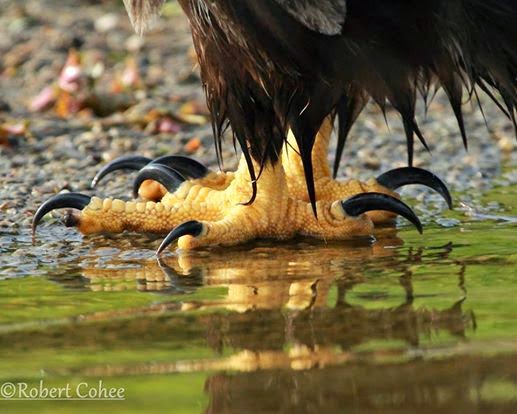 Eagle Information: Eagle Documents and Pictures