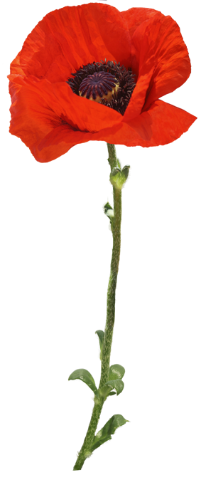 Remembrance day transparent background poppy png - diarybooy