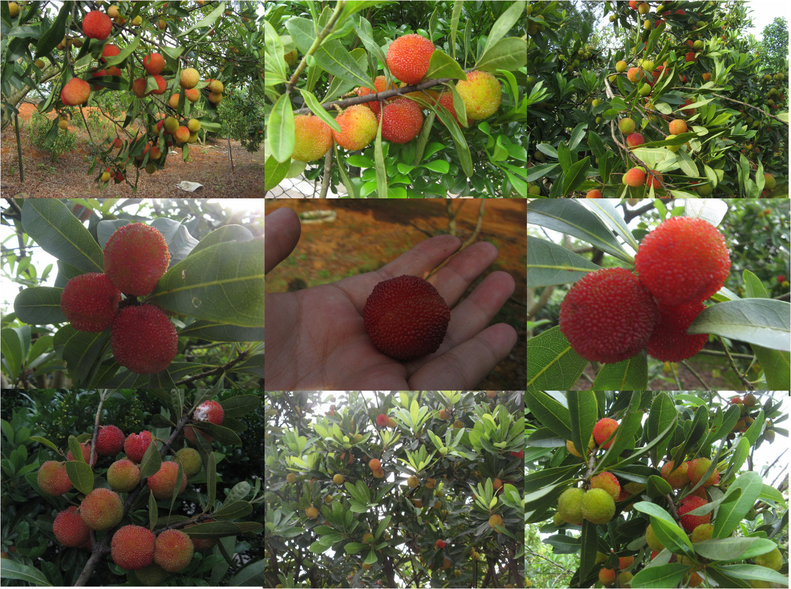 台灣 60天: Day 18: 楊梅果 The Yang Mei Fruit