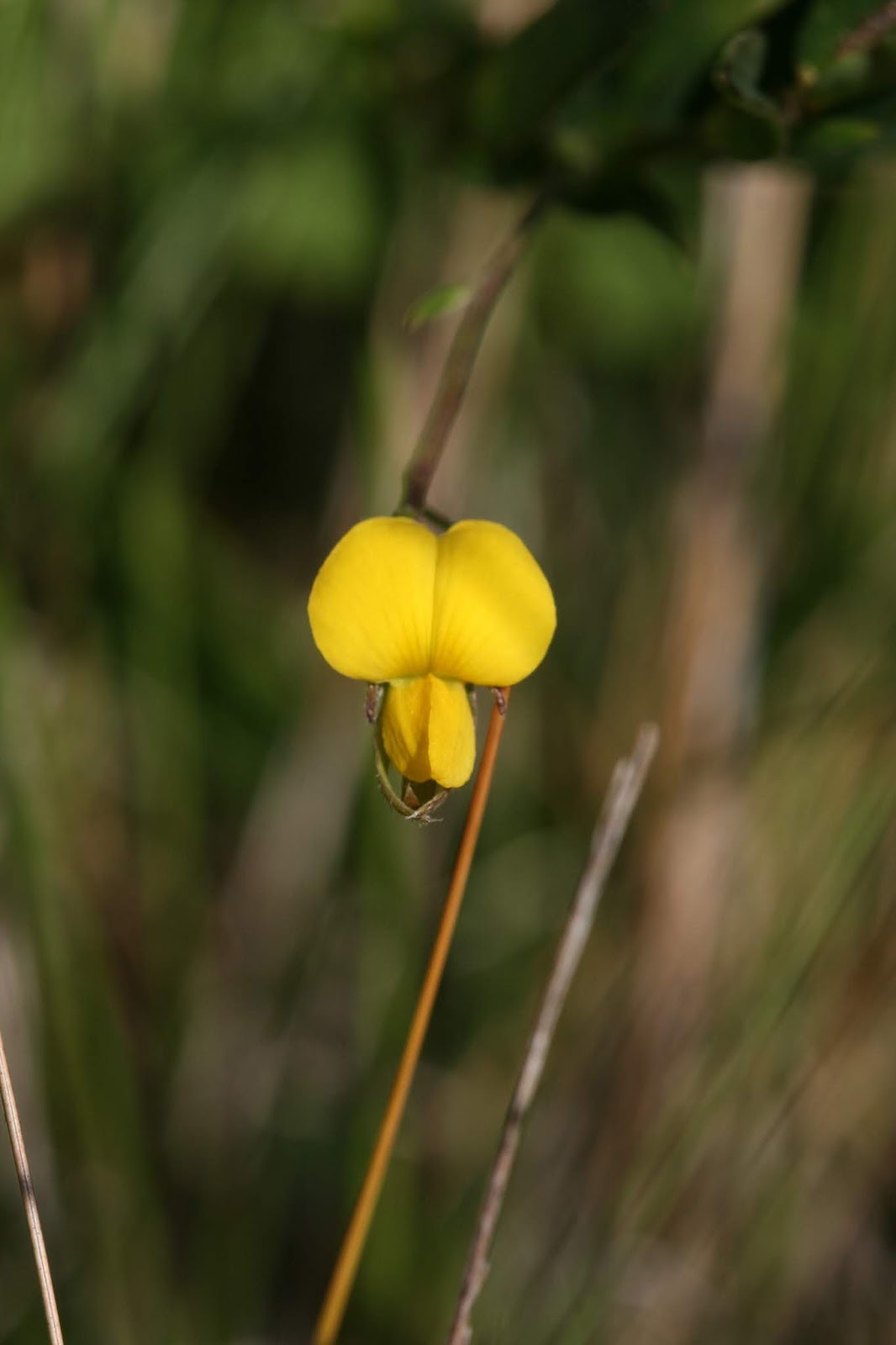 Cowpea Flower