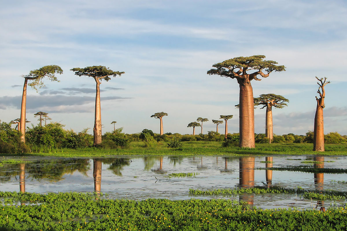 Adansonia Grandidieri | Earth Blog