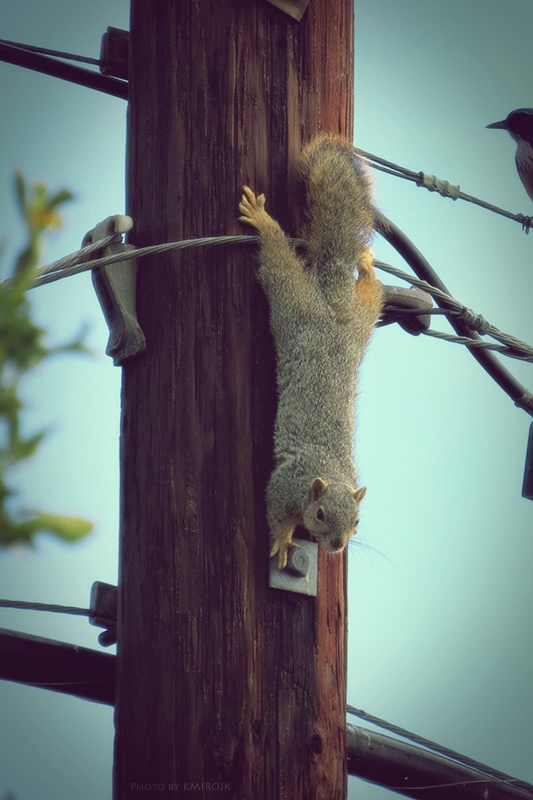 KMIRO GALLERY: Spider-Squirrel