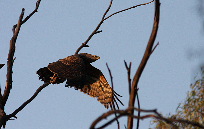Johannesburg Wildlife & Birding: Golden Harvest - African Harrier Hawk