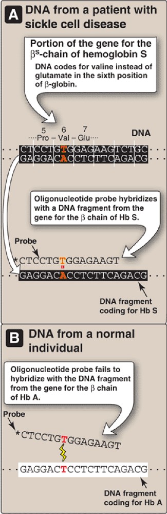 Biochemistry Class Notes Application Of Restriction Fragment Length