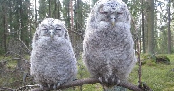 White Wolf : Adorable Baby Owls Move Their Heads Along With Camera