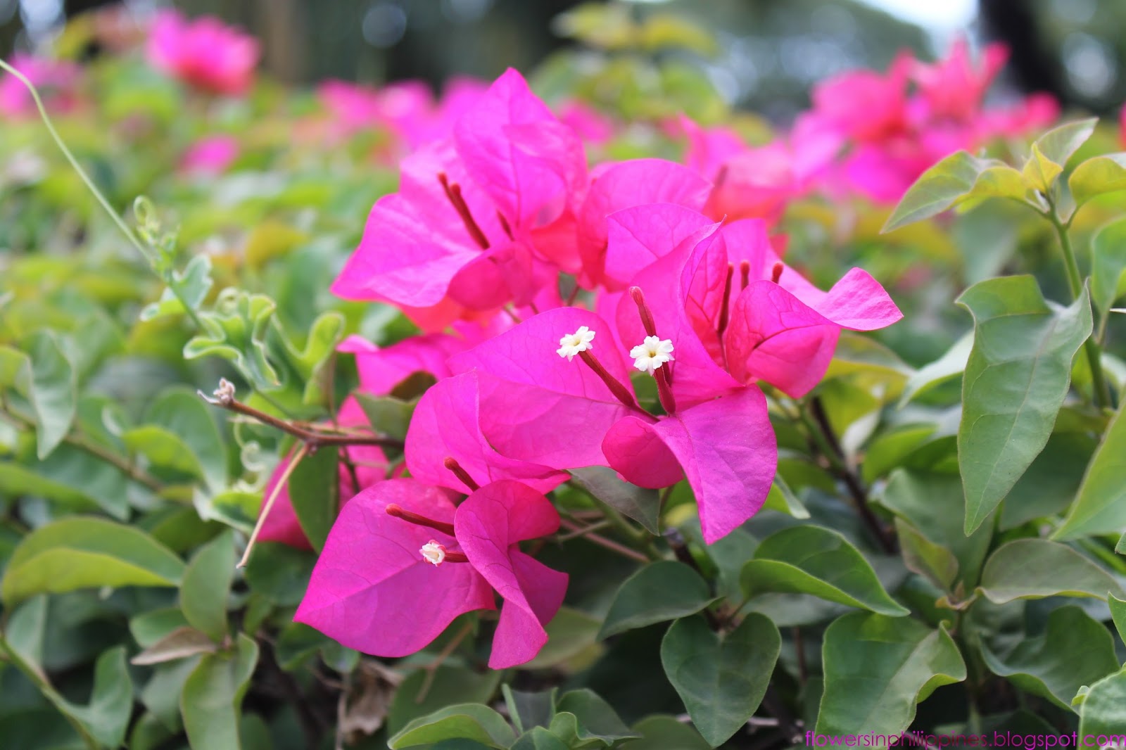 FLOWERS IN THE PHILIPPINES