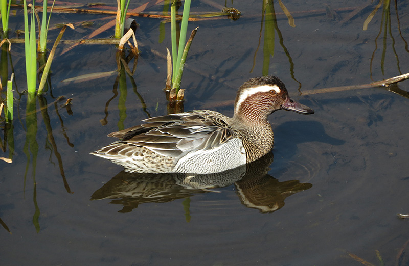 YAMASEMI WEB BLOG: 春真っ盛りの野川でシマアジ飛翔！ Garganey flying at Nogawa in a full ...