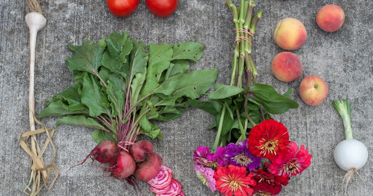 Robson's Farm: July Vegetable Shoot (better late than never)
