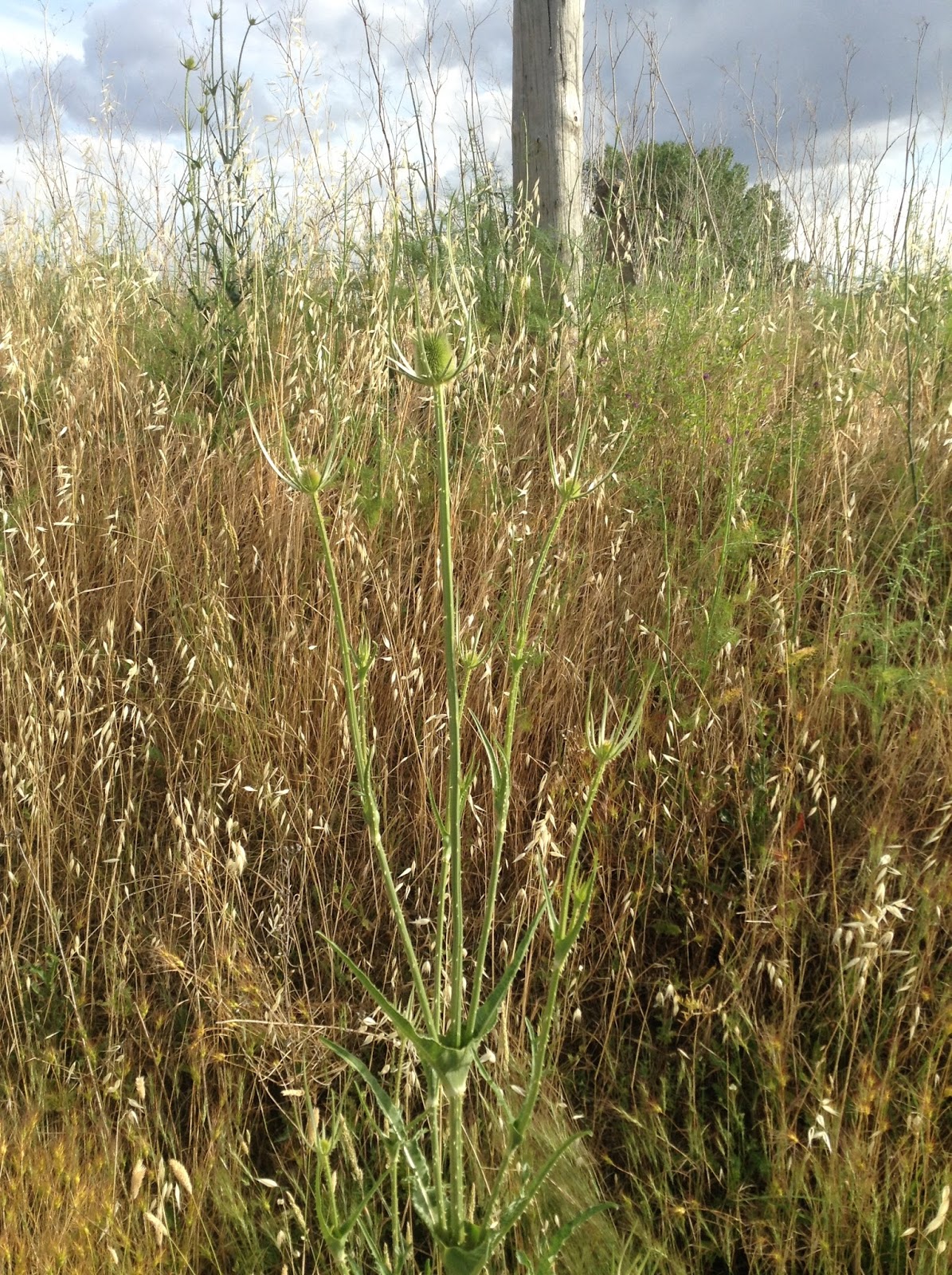 NATURALEZA AL DÍA: LOS CARDOS
