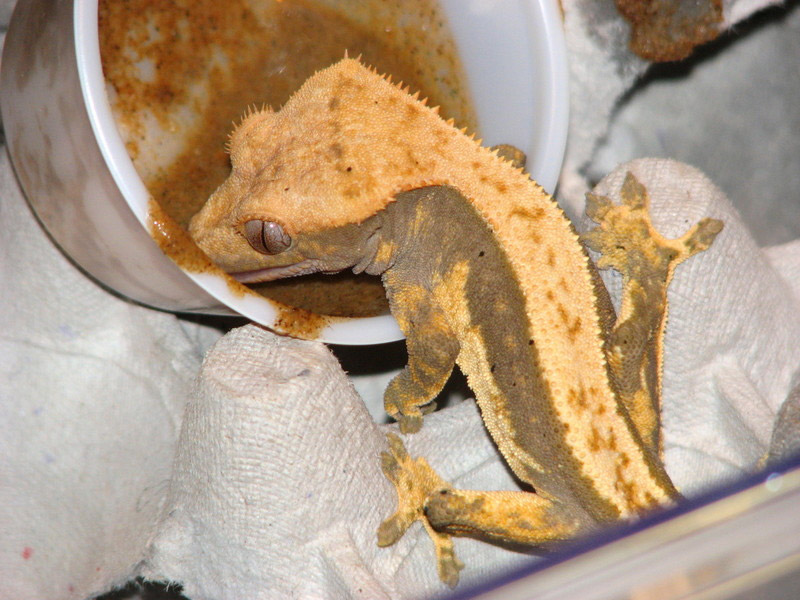 A Rock in the Desert: Crested Geckos: The Facts