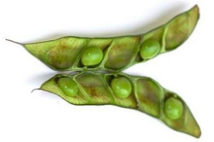 Usage de la Plante Cajanus cajan / Cajanus indicus