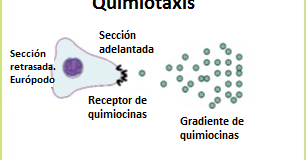 QUIMIOCINAS